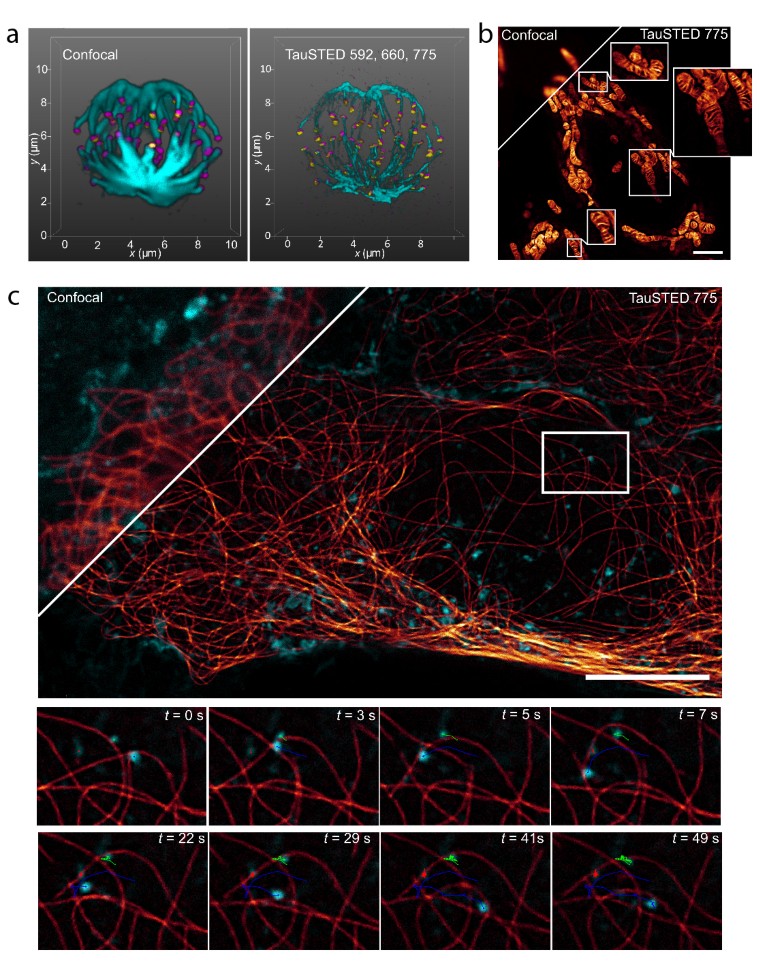 Application Note: Pushing STED beyond its limits with TauSTED