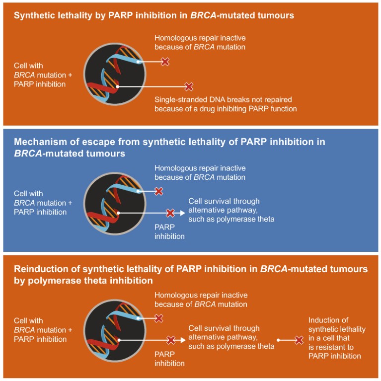 How GSK is using synthetic lethality to develop cancer therapies