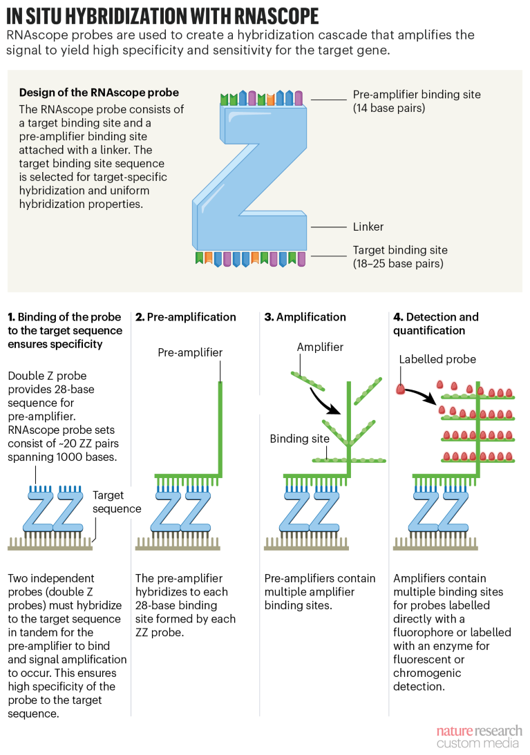 Spatial biology gives a clear view on gene therapy