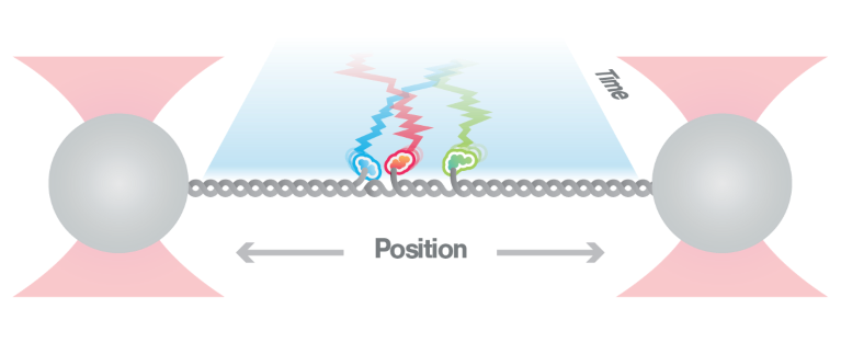 Lasers, camera, action: watching DNA repair in real time