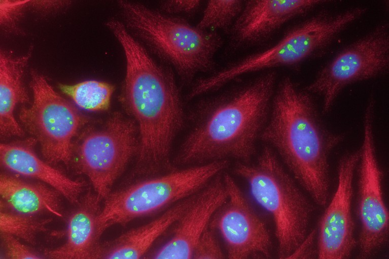 Nanobodies reveal the secrets of neuronal communication