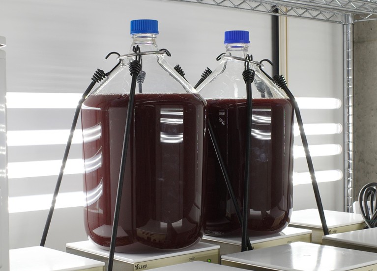 Unusual microbes on the menu for farmed fish