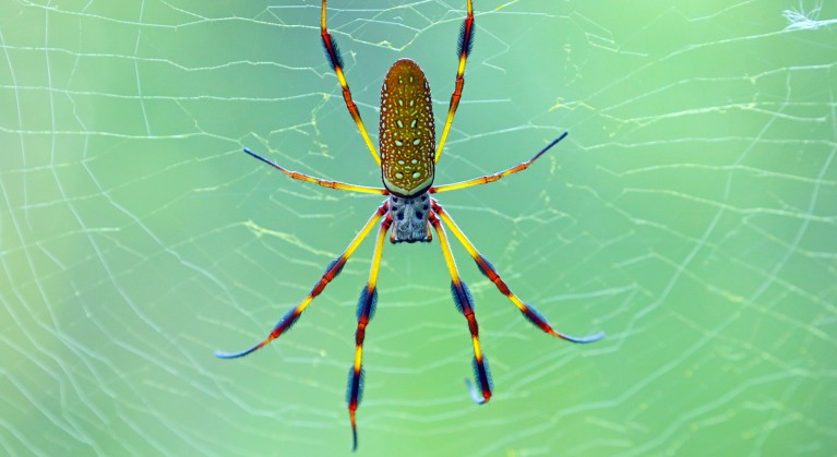 Creating novel fibres from synthetic spider silk