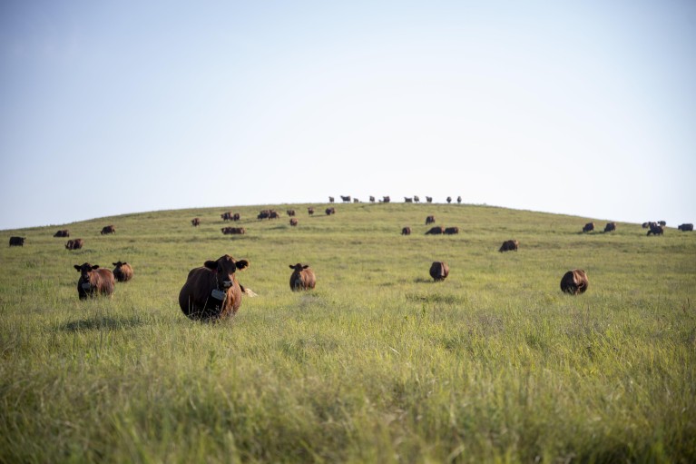 Steaks and sustainability: cutting methane, not corners
