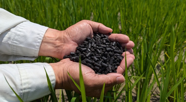 Making the most of microbes for sustainable rice farming