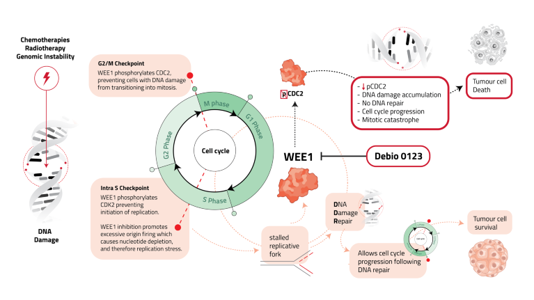 Cancer target back in contention with more selective inhibitor