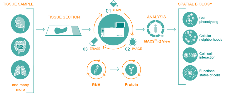 Spatial biology tool decodes hidden depths of cellular cross talk