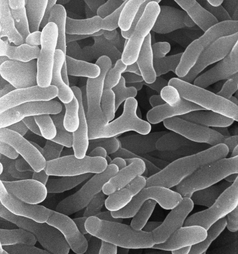 The early life of the gut microbiota