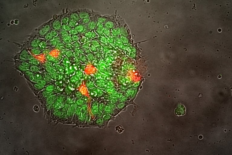 Stem-cell innovations open new doors in regenerative medicine