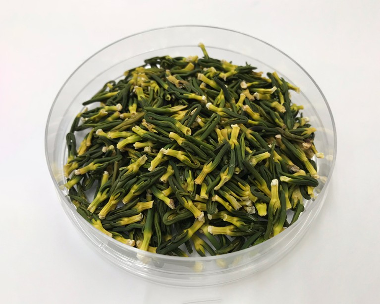 Exploring plant extracts for improved skincare