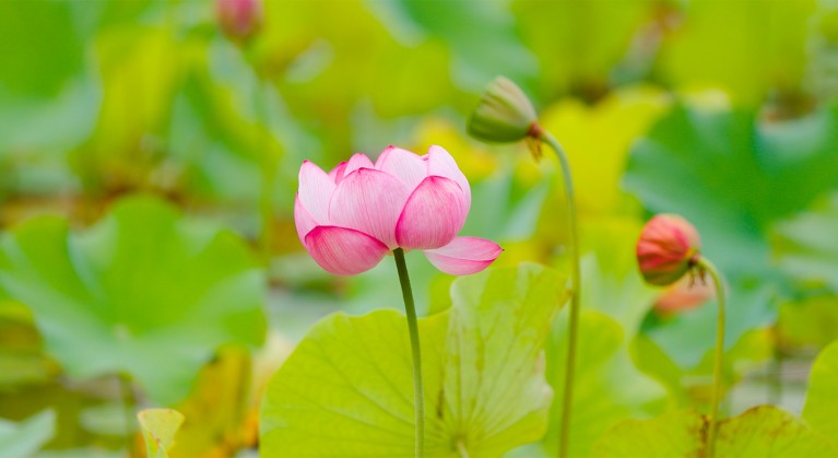 Exploring plant extracts for improved skincare