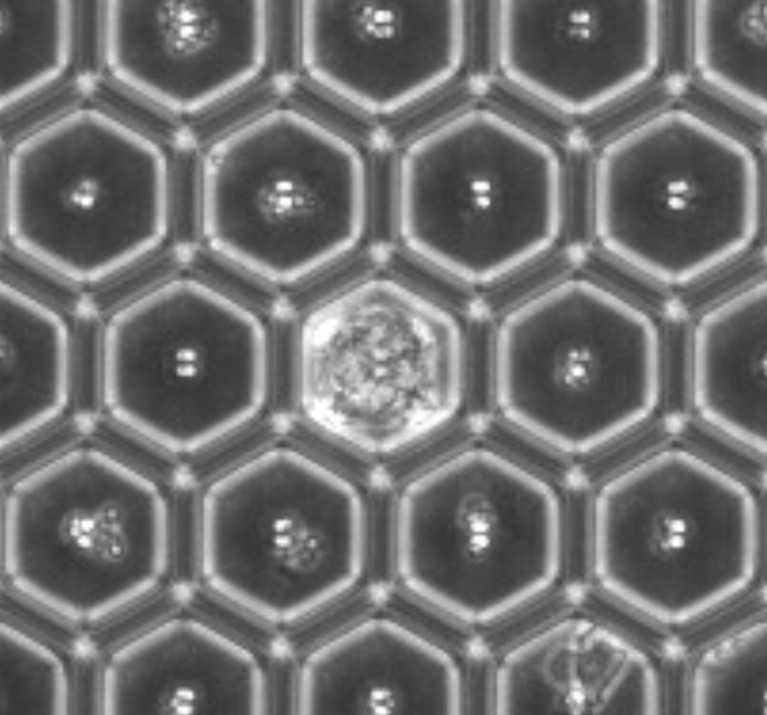 The hunt for cancer cells in the bloodstream