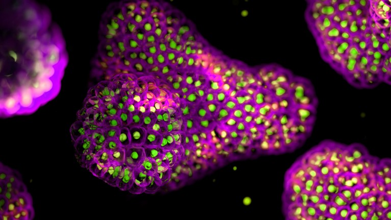 Engineering a revolution in disease modelling