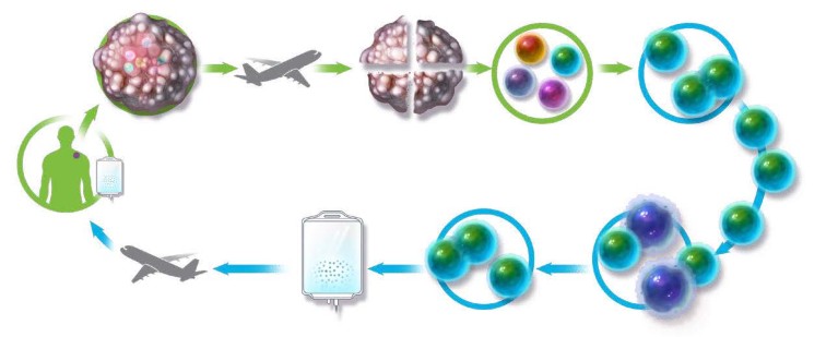 Iovance unleashes natural-born killers: tumor-infiltrating lymphocytes
