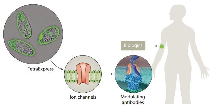 Unlocking the potential of ion channel biologics