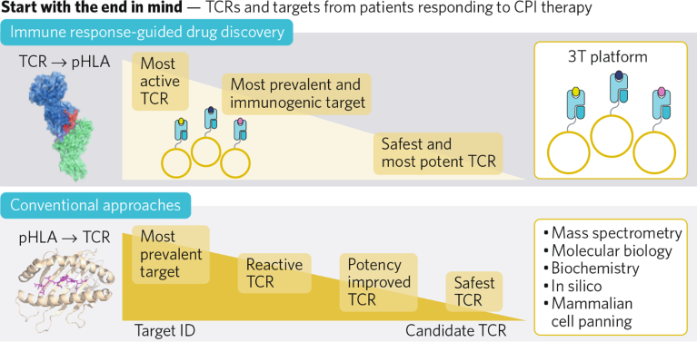 Novel T cell receptor-based solid tumor therapies