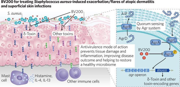 BioVersys: saving lives in resistant times
