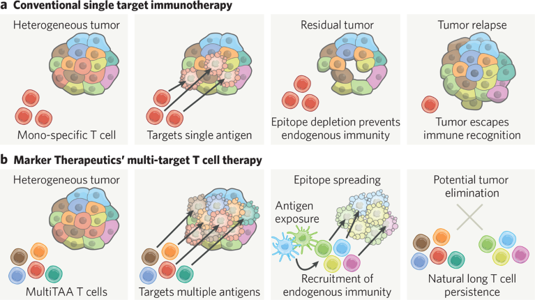 Non-engineered multi-targeted T cell-based immunotherapies for cancer