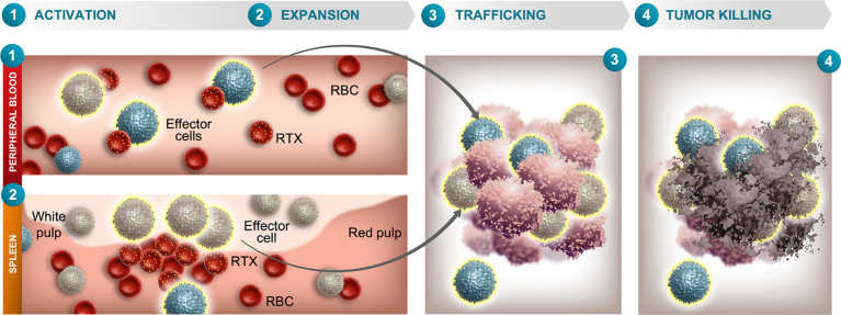 Red Cell Therapeutics: realizing the promise of cellular medicine