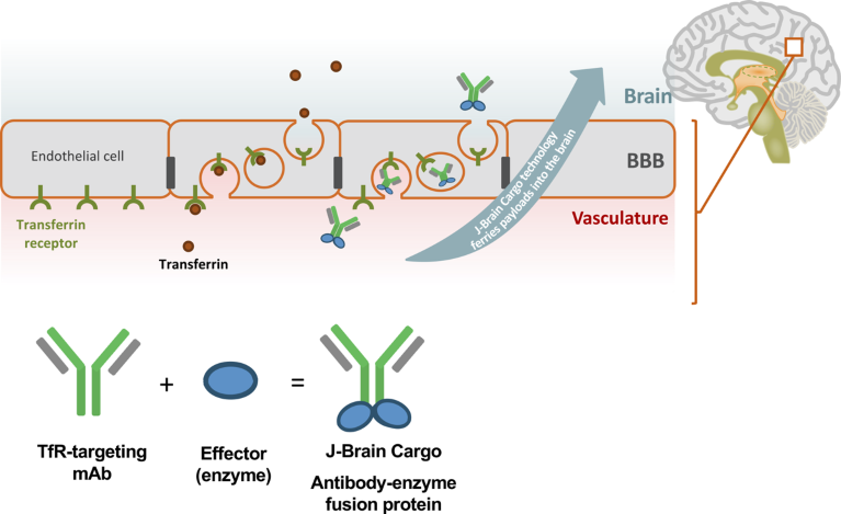 A new avenue for CNS biotherapeutics