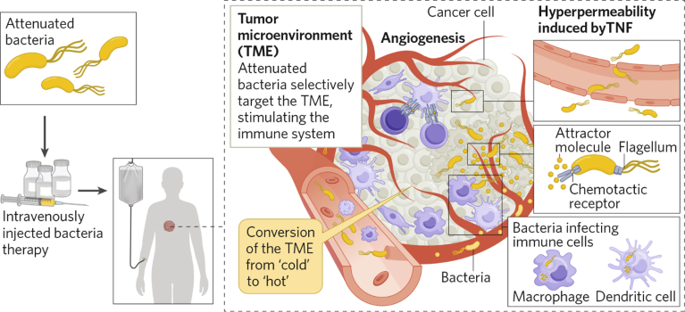 Bacteria-based cancer immunotherapeutics and radiotheranostics