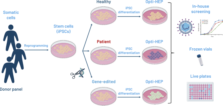Redefining in vitro drug testing
