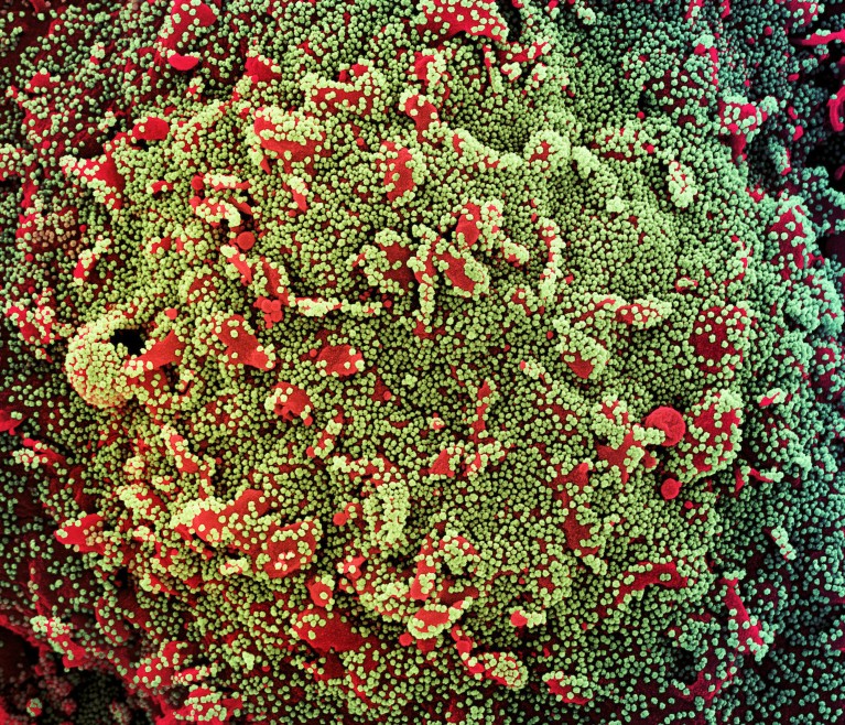 How SARS-CoV-2 wreaks havoc on the DNA