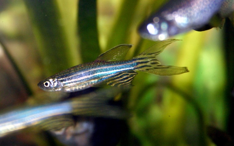Three-days old zebrafish larvae recognise numbers