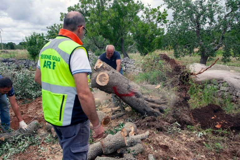 Deadly olive tree pathogen came by road and rail