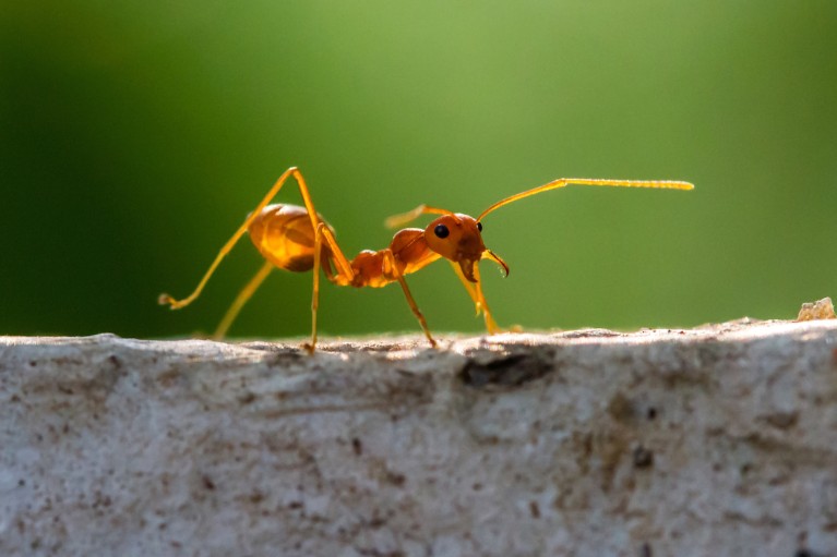 La Sicilia è il primo scalo europeo per la formica di fuoco