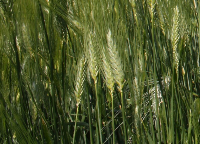 Newly sequenced wild wheat could revive historic Italian crop