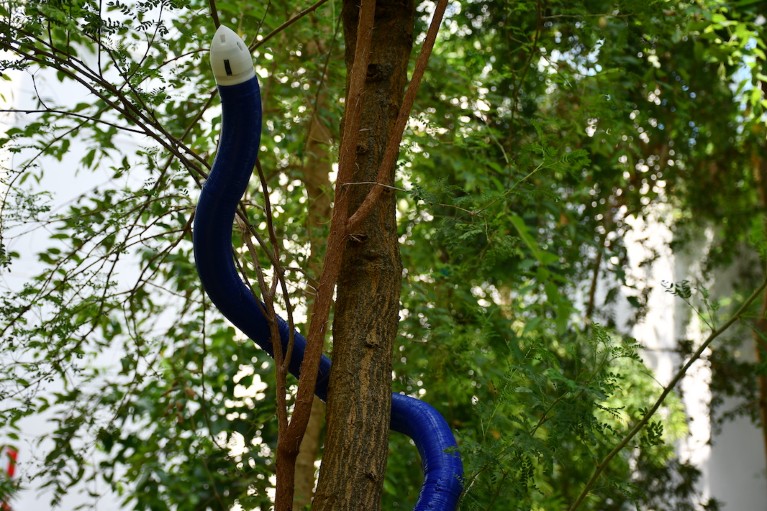 Self-growing robot copies the behaviour of climbing plants