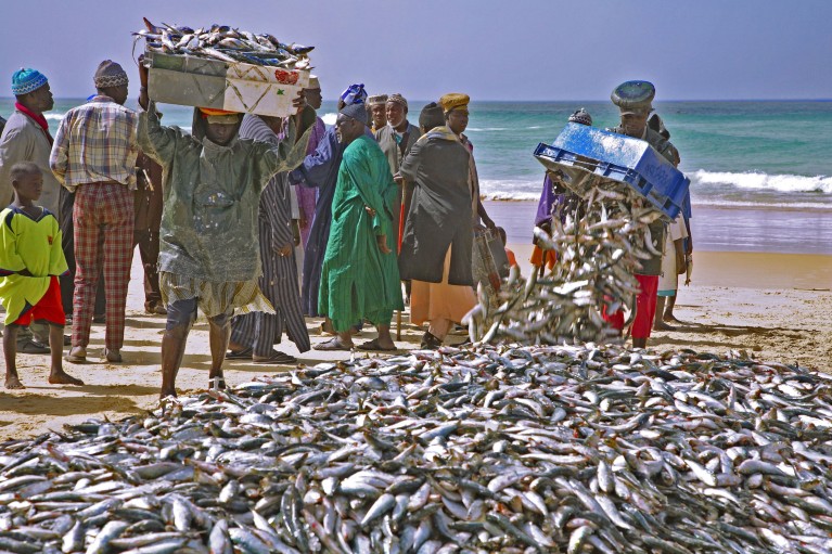 Estimating pelagic fish stock in Senegal