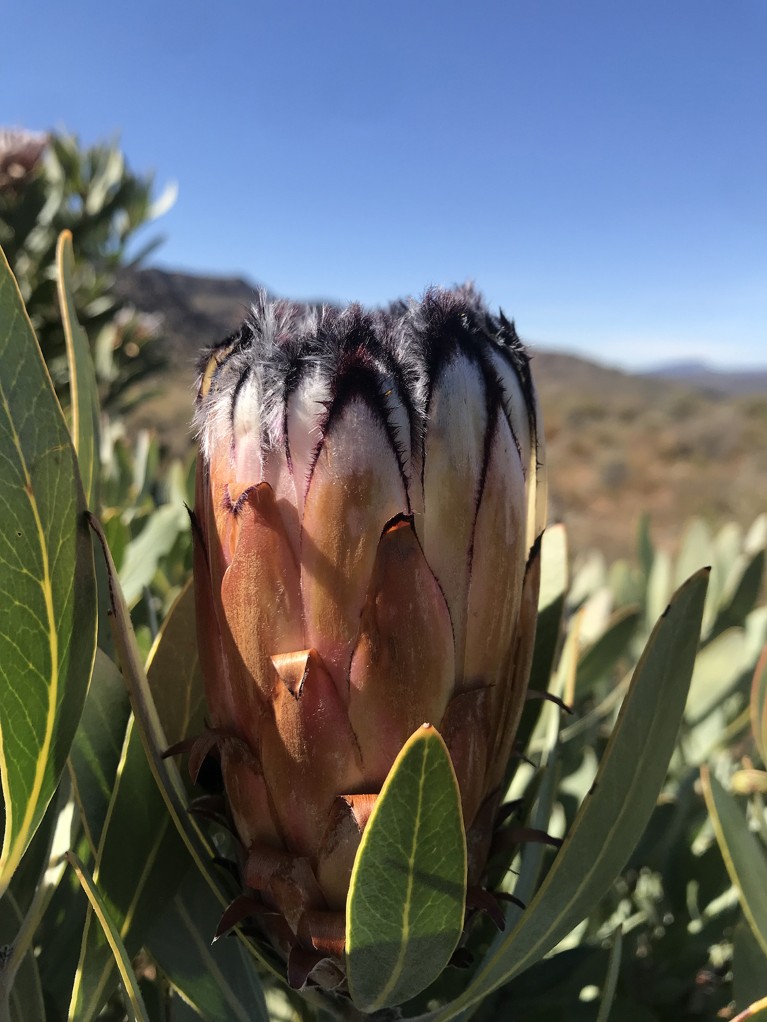 Meet the couriers behind proteas’ miniature ecosystem
