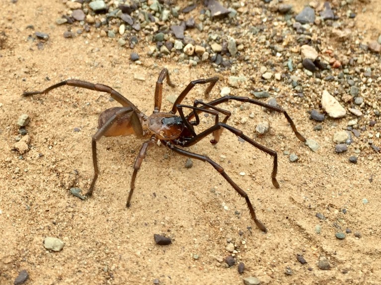 Découverte d’une nouvelle espèce d'araignée à trappe dans la région ...