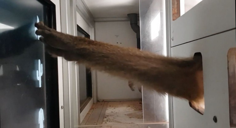 Baboons choose actions to cooperate for group benefit