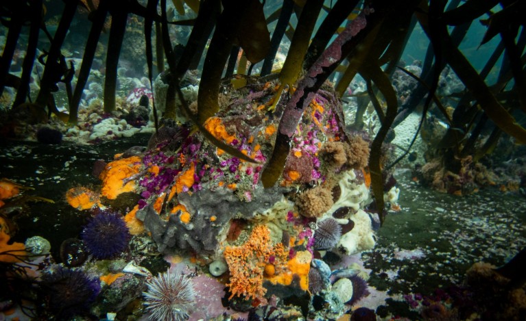 Mapping the Great African Seaforest