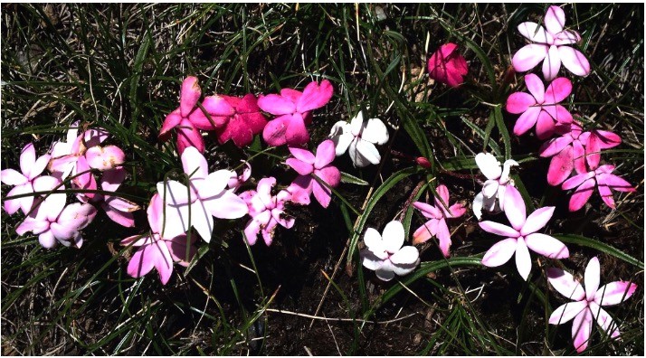How a flower species stays in the pink
