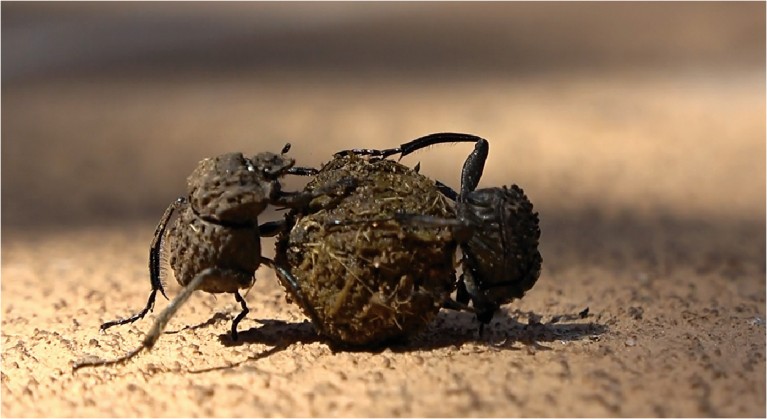 For dung beetles it takes two to keep the breeding ball rolling