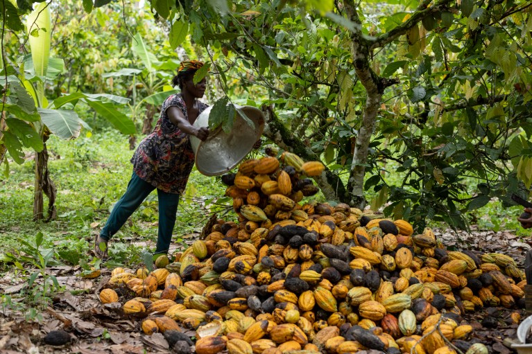 Le chocolat coûte plus cher : Voici pourquoi