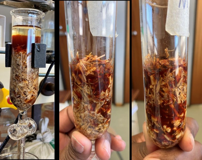 Edible mushrooms help to purify contaminated water