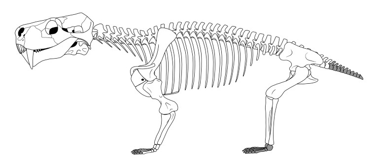 La "tête de bête" a survécu à l'extinction massive grâce à sa corpulence.