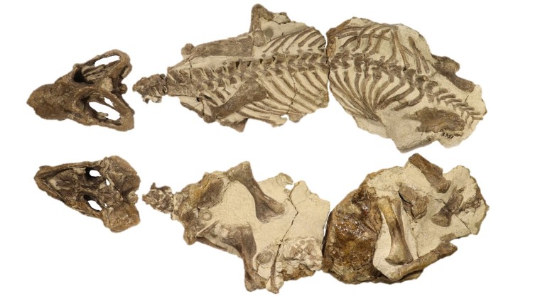 La "tête de bête" a survécu à l'extinction massive grâce à sa corpulence.