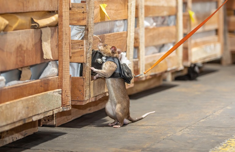 I train giant rats to detect disease and fight crime