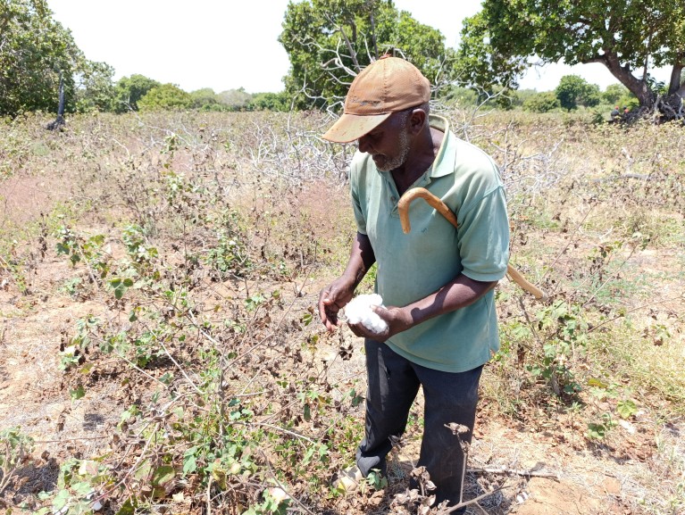 Le coton Bt améliore les rendements au Kenya, mais le prix des semences ...