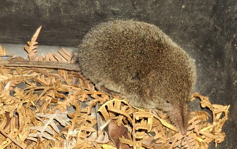 We found a forest shrew that was hidden for 46 years