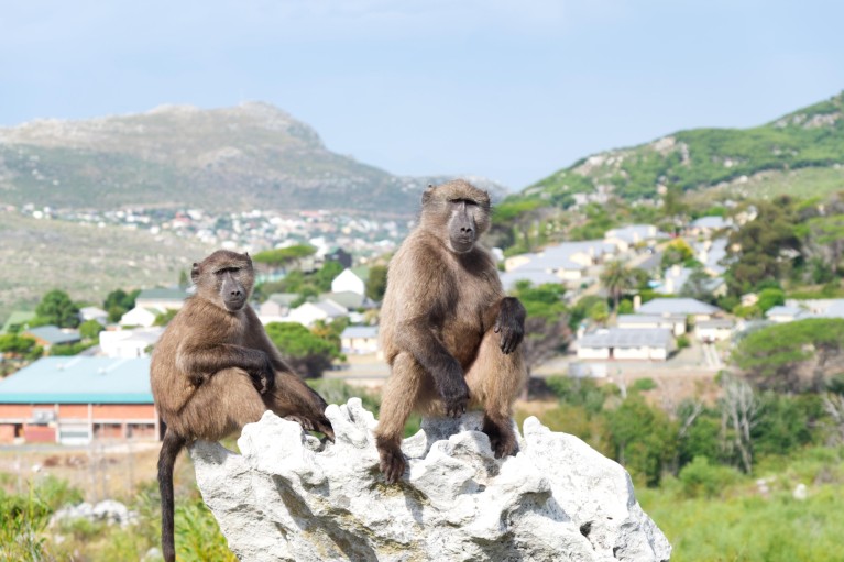 Who belongs in the city? Baboons, and the boundaries of urban life in ...