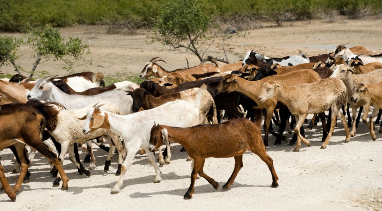 Goat intestinal tissues yield wound healing biomaterial