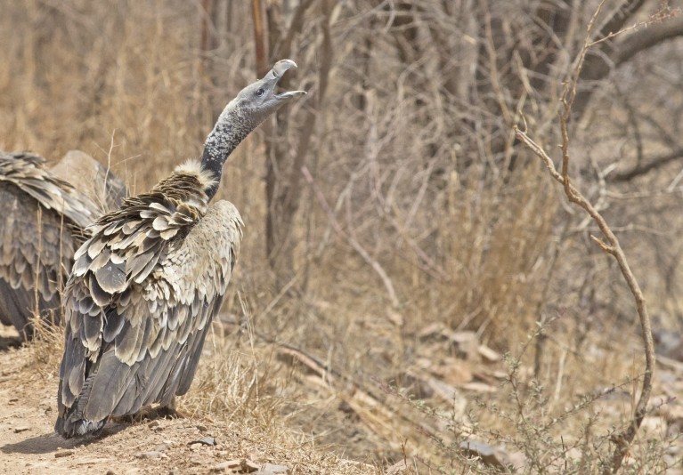 Diclofenac endangers vultures even in protected areas