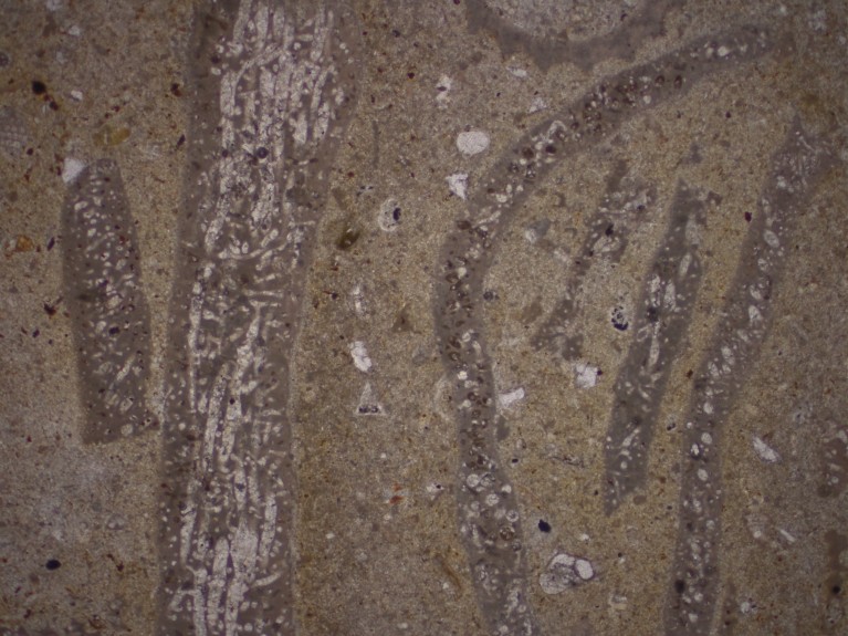 Worm burrows and seaweed fossils paint a picture of past climate